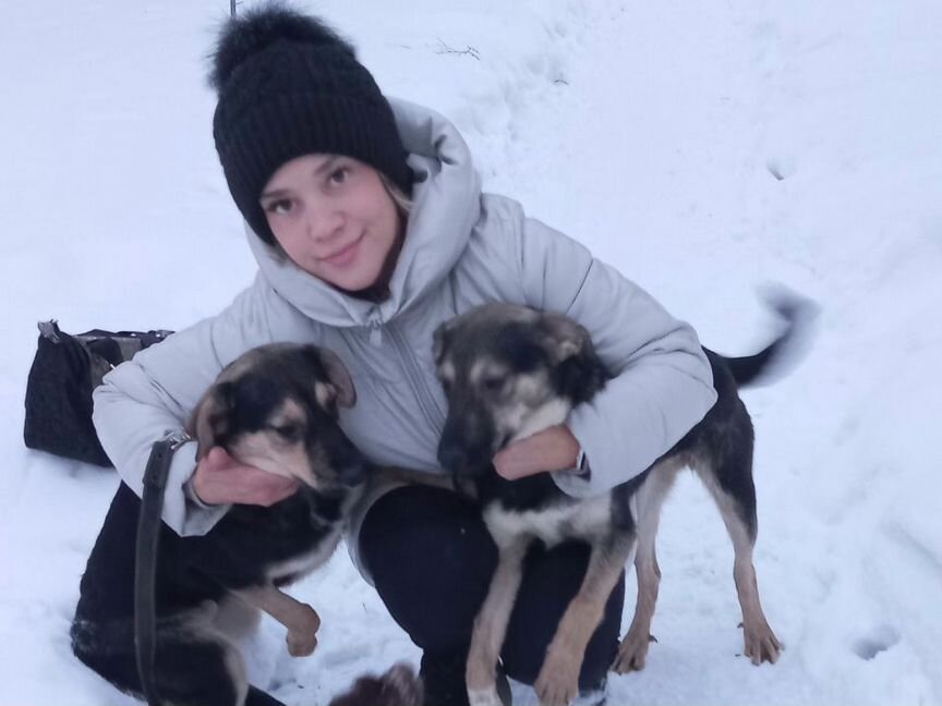 Щенки Мэри и Марго 5 мес. Стерелизованы