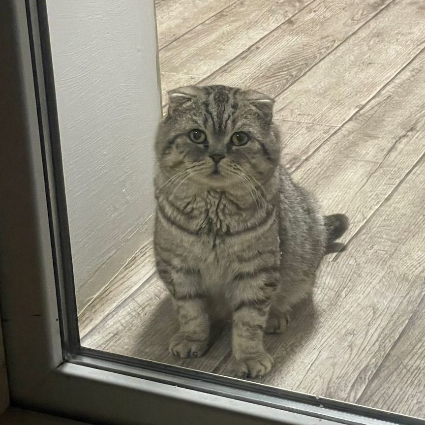 Шотландский вислоухий короткошёрстный, взрослый кот