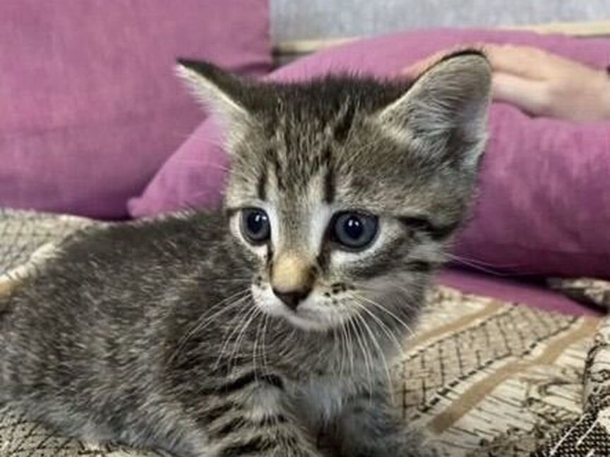 Котенок мальчик