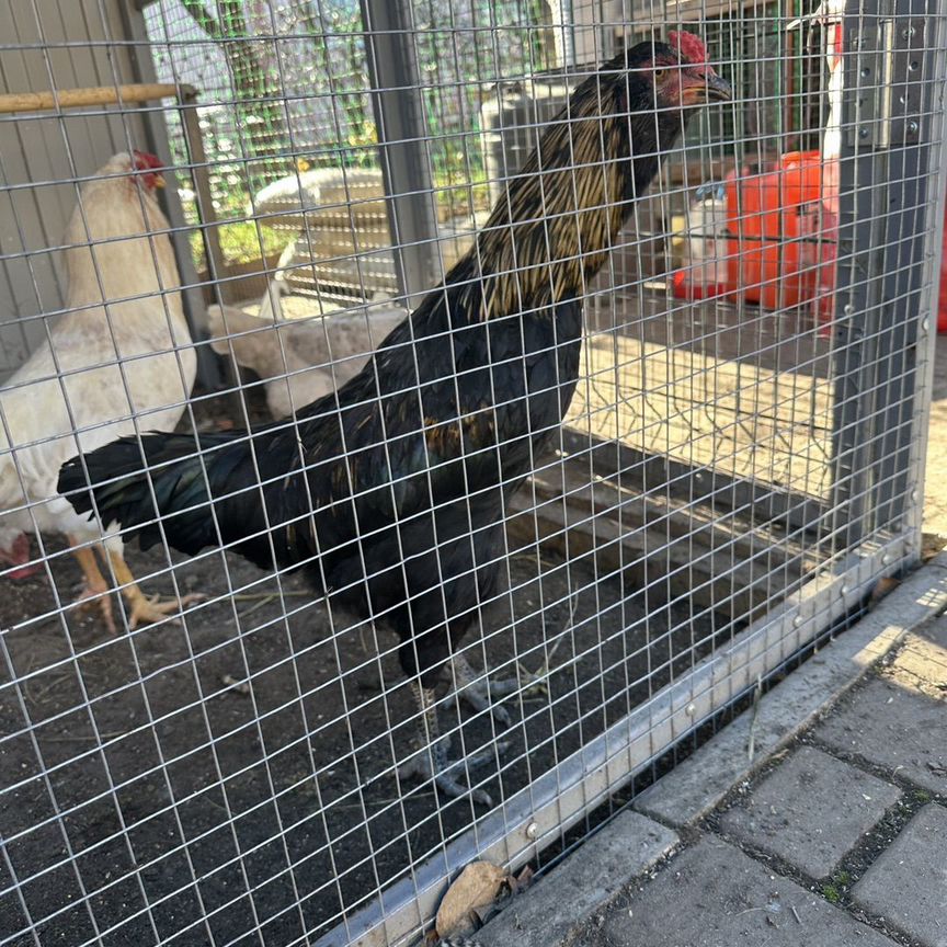 Гергебельские куры