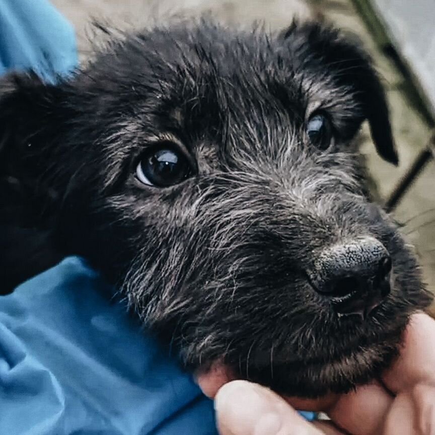 Щенок в добрые руки