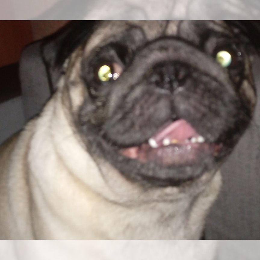 Мопс, взрослая собака