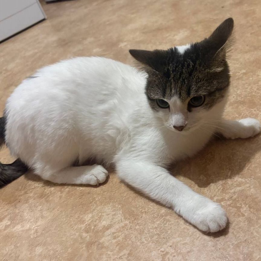 Взрослая кошка в добрые руки