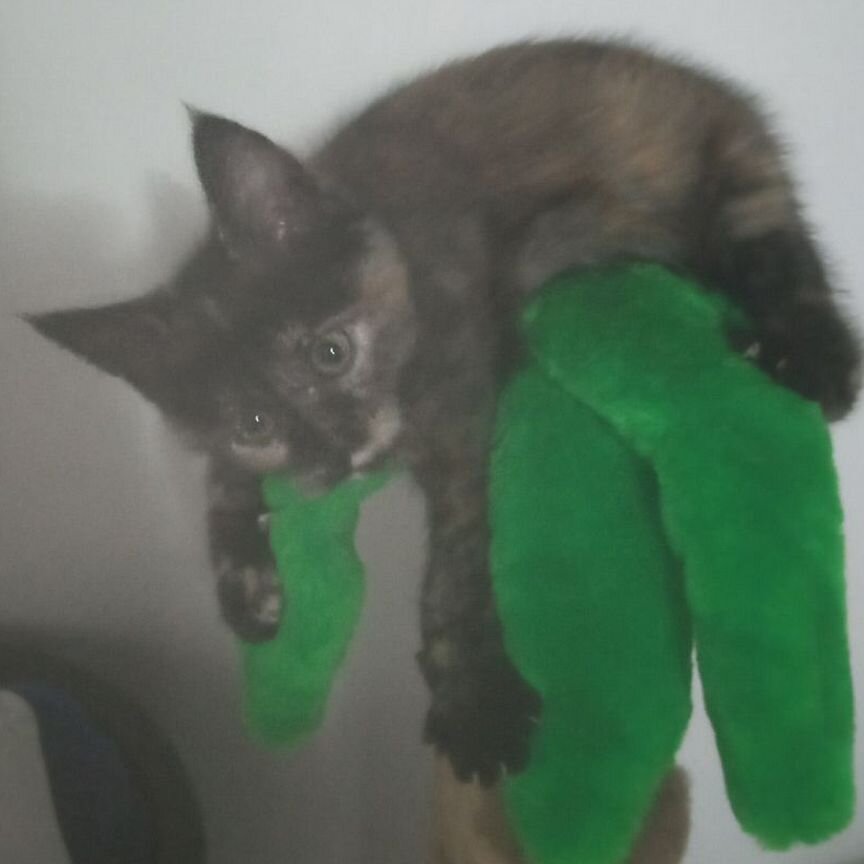 Мейн-кун котёнок