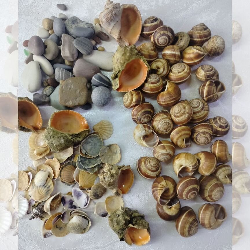 Ракушки для аквариума