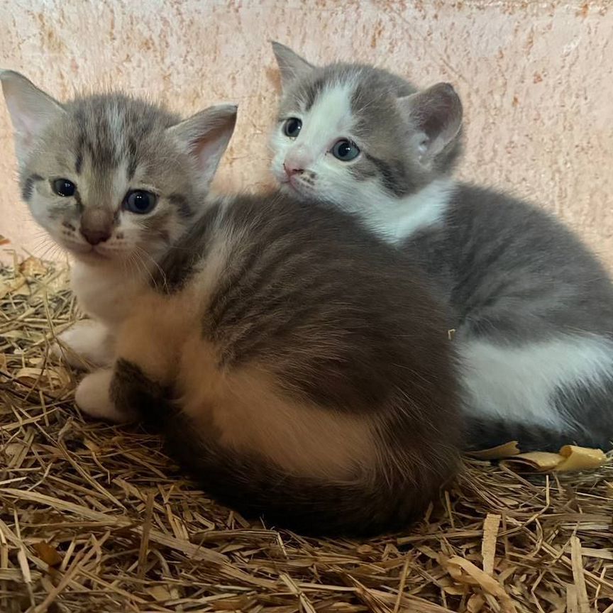 Котята в добрые руки бесплатно
