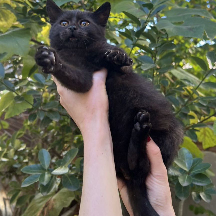 Шоколадная девочка котенок