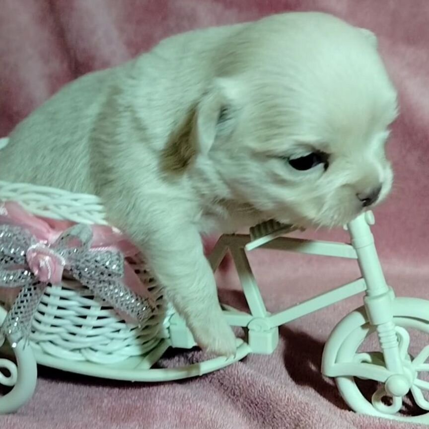 Чихуахуа, щенок