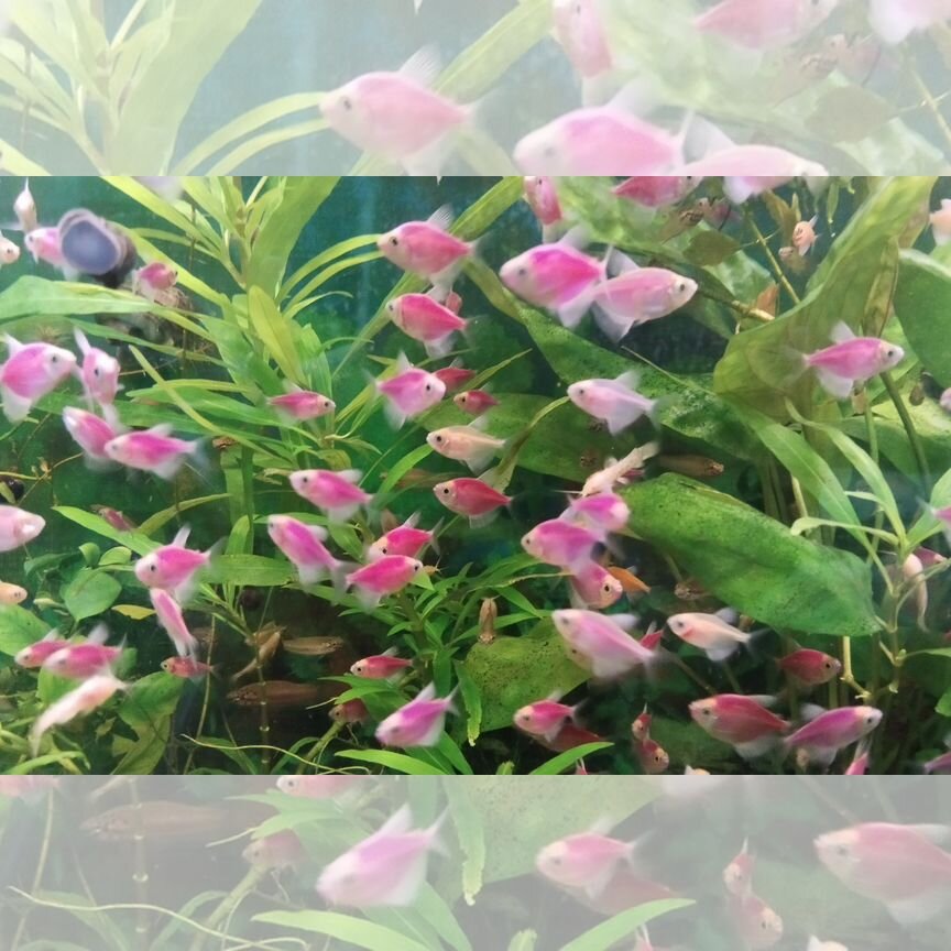 Рыбки тернеции