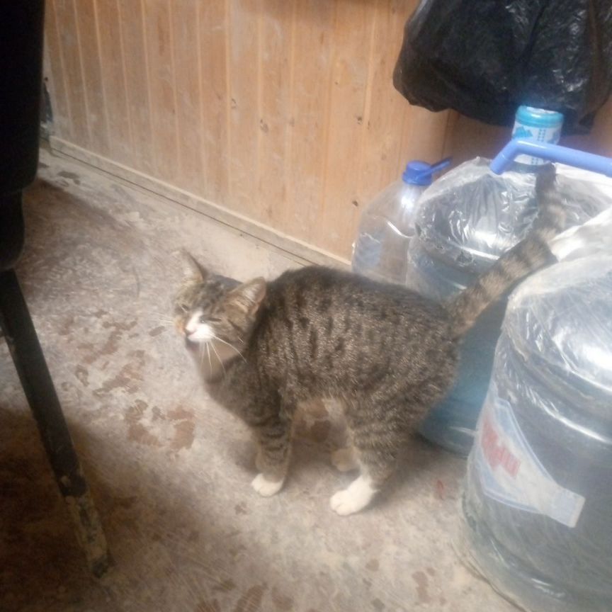 Отдам бесплатно кота