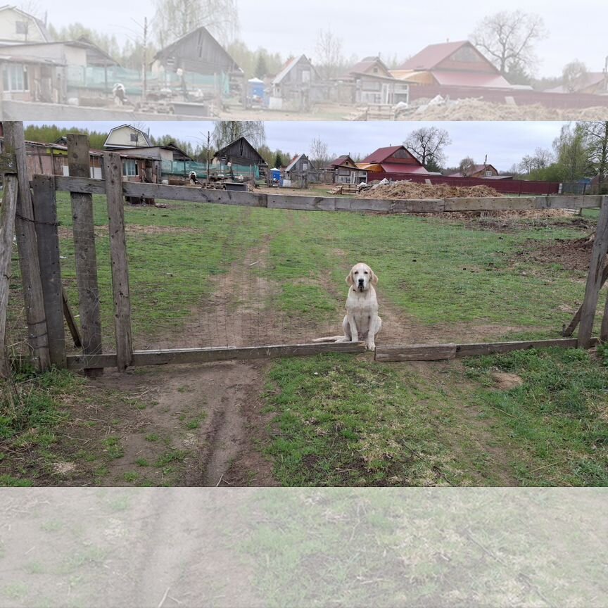Щенок, метис алабая
