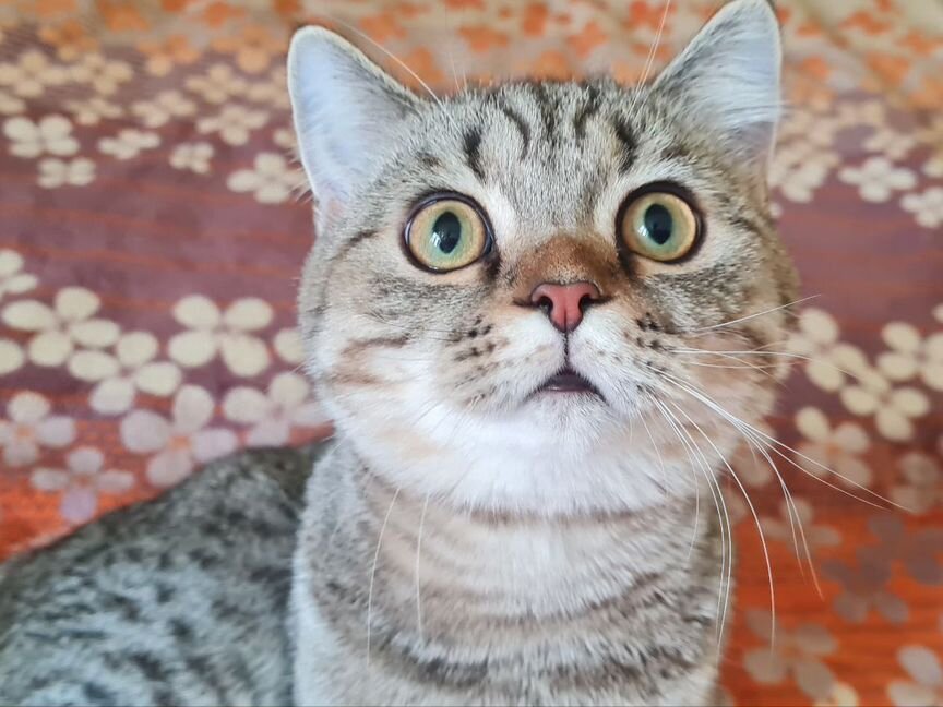 Шотландский котёнок (шоу класс)