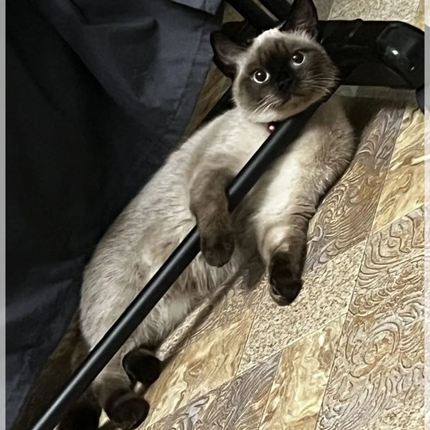 Сиамская кошечка