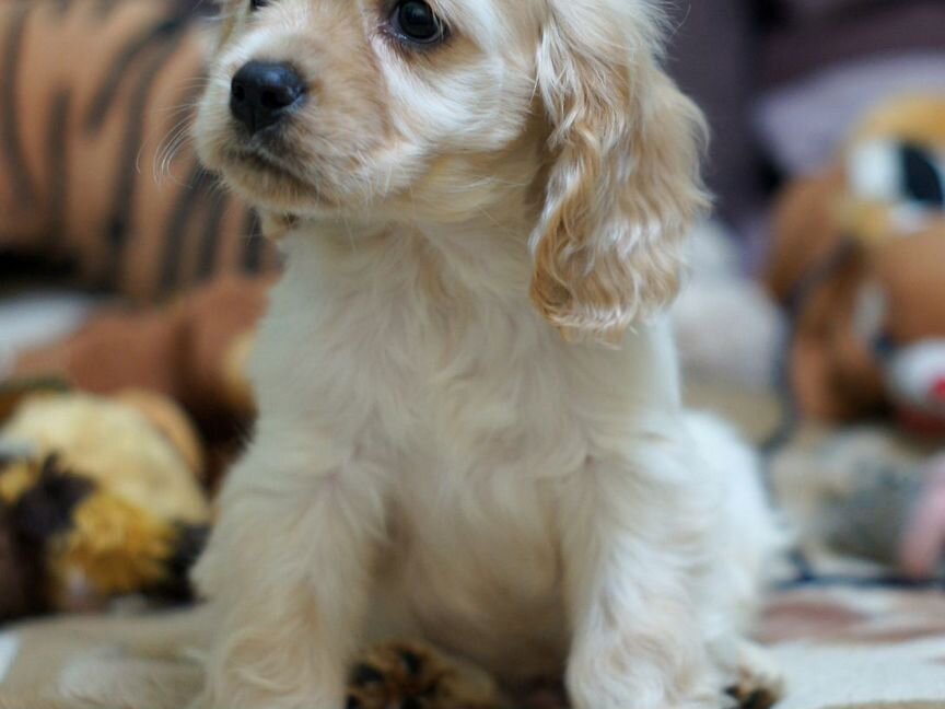 Америкашки очаровашки)