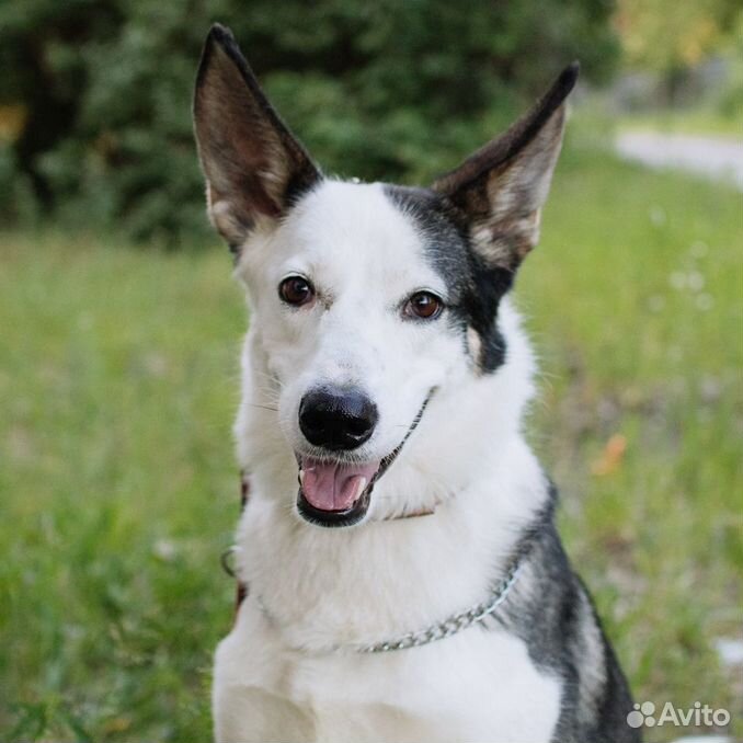 Бэлла в добрые руки