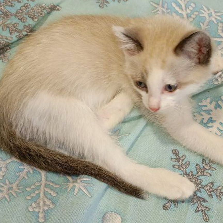 Тайский котёнок