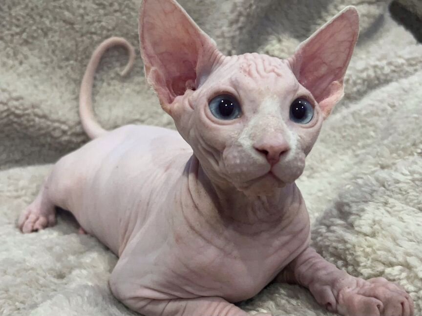 Канадский сфинкс котенок альбинос