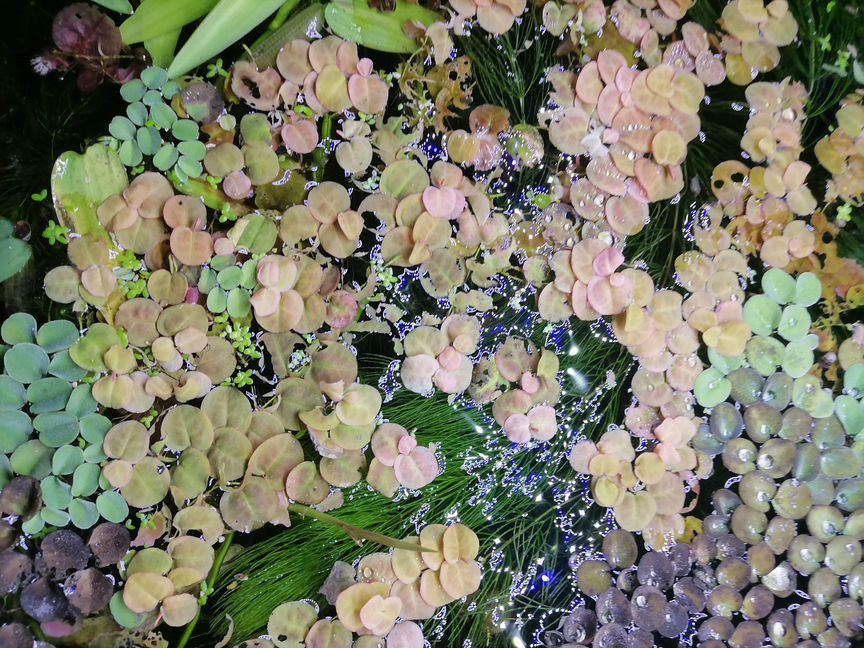 Растения в аквариум