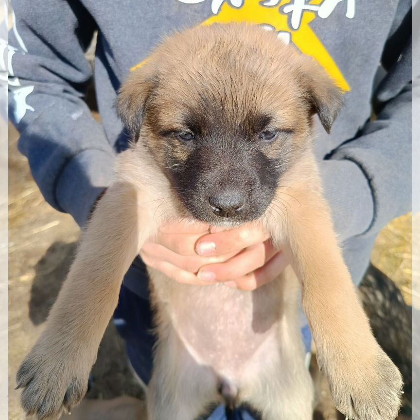 Немецкая овчарка, щенок