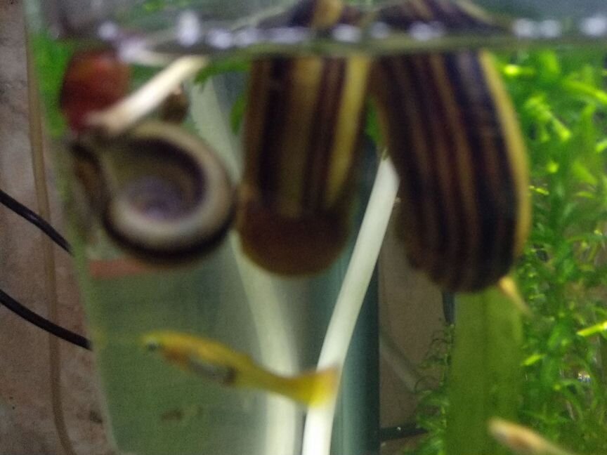 Улитки аквариумные