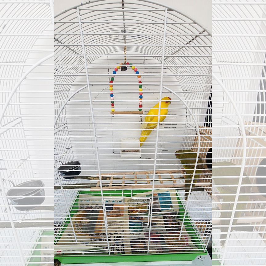 Попугай какарики с клеткой мальчик девочка