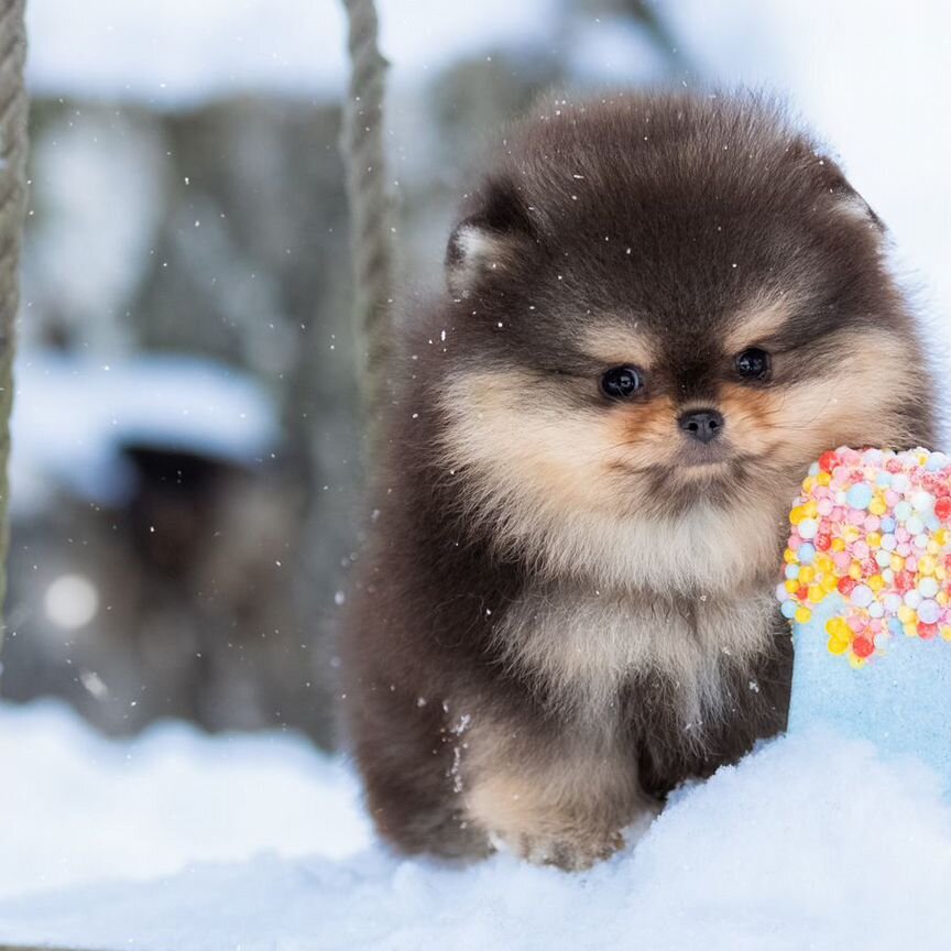 Померанский шпиц, щенок