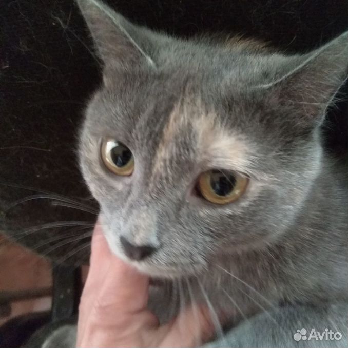 Кошка трёхцветная мама котят. Ищет дом