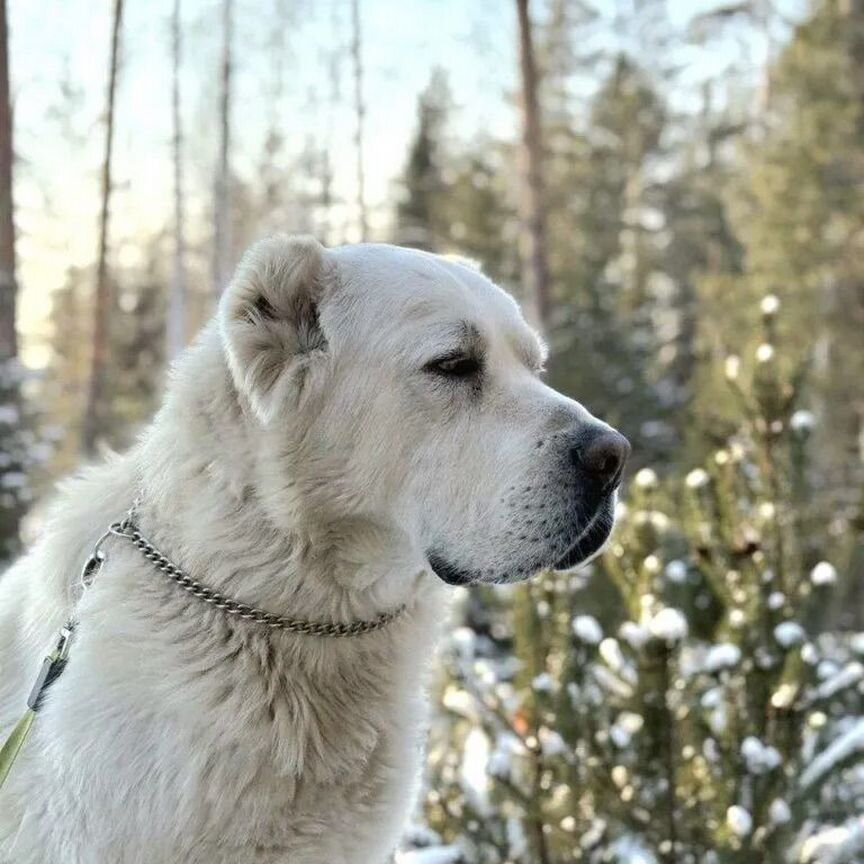 Собака алабай
