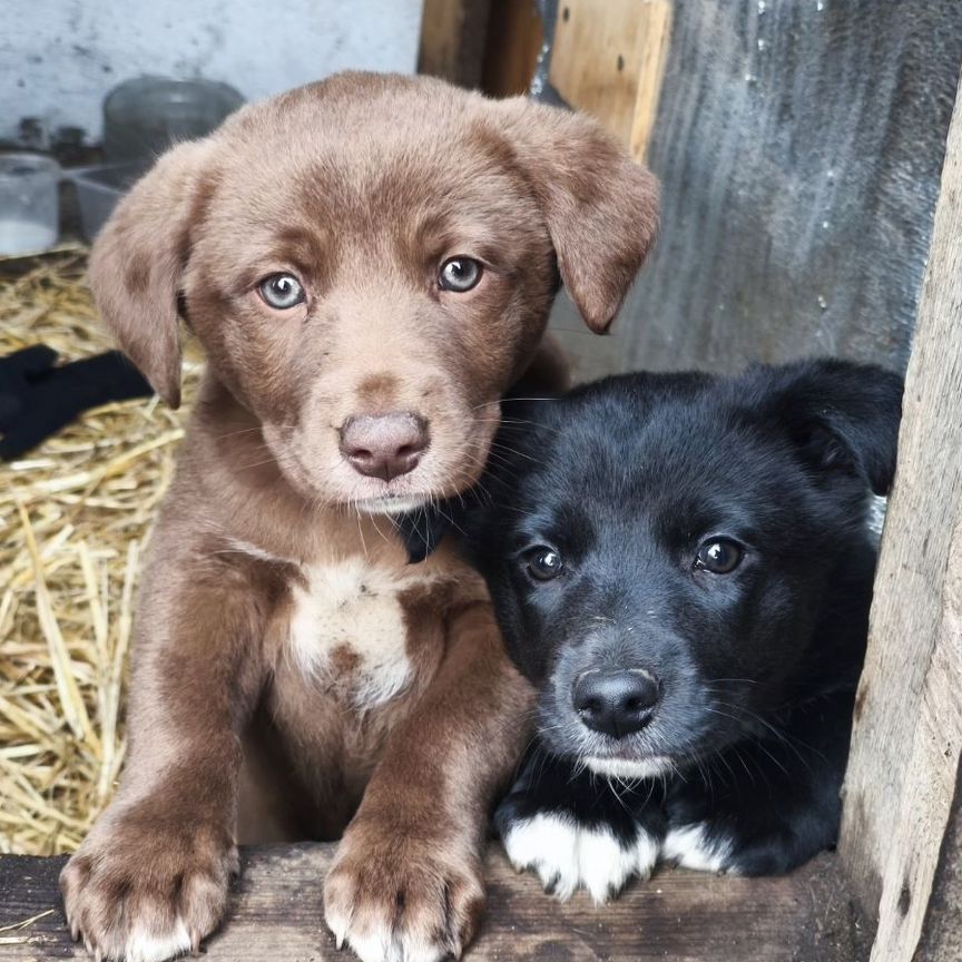 Болоньез, щенок