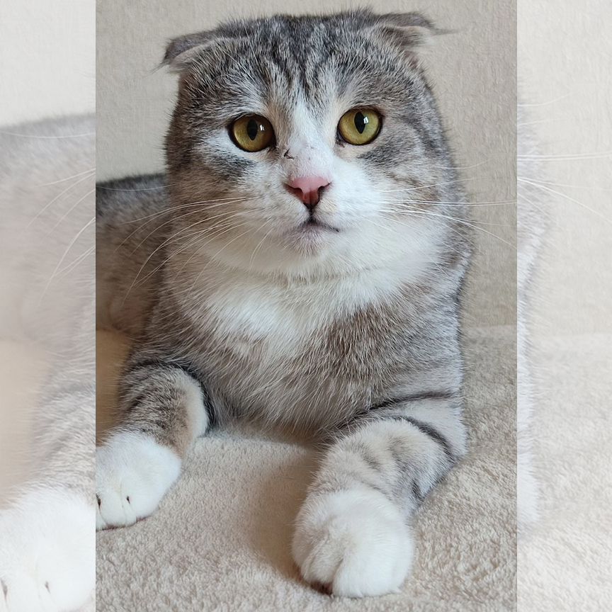Котик из приюта