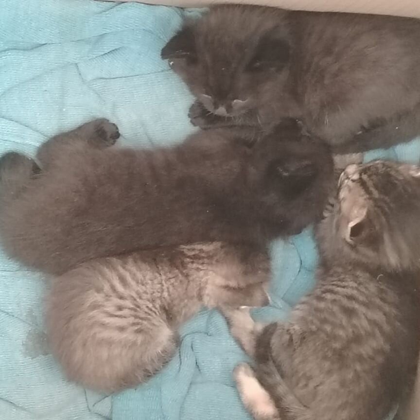 Кошки в добрые руки бесплатно