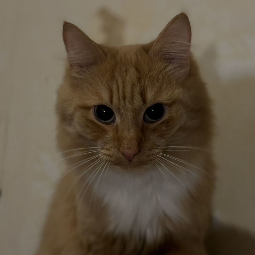 Кот в добрые руки