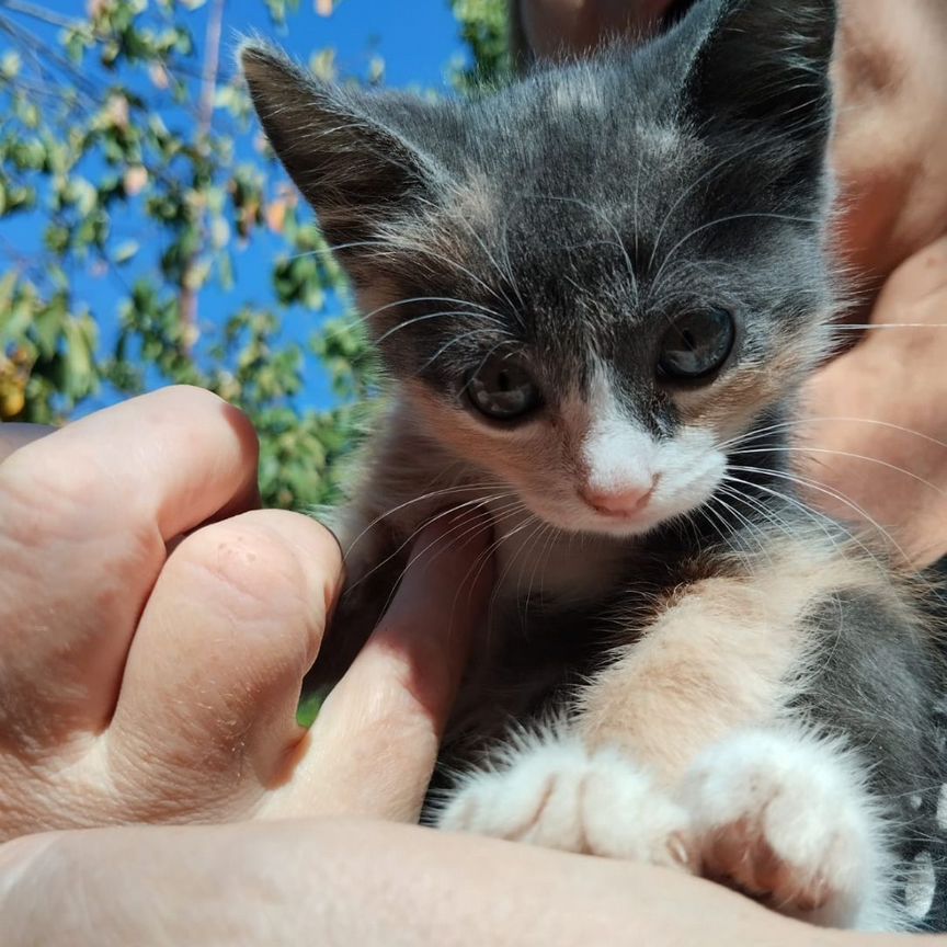 Котенок в добрые руки