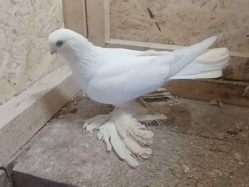 Голуби узбекские