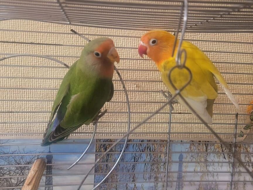 Попугай неразлучники (4 месяца) с клеткой