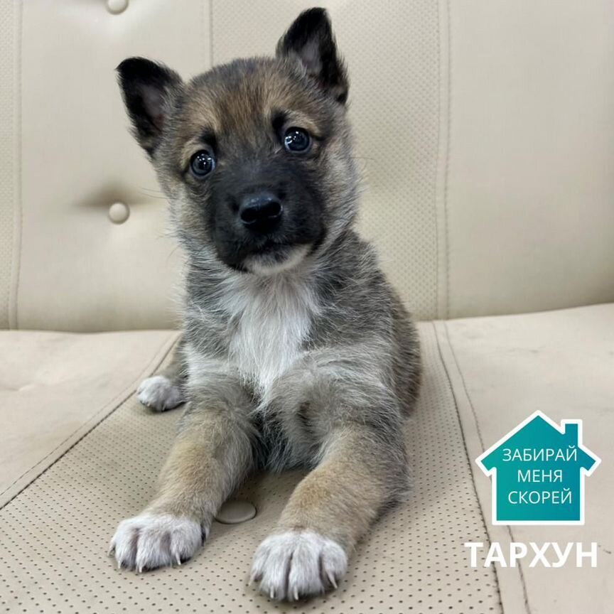 Щенок в добрые руки