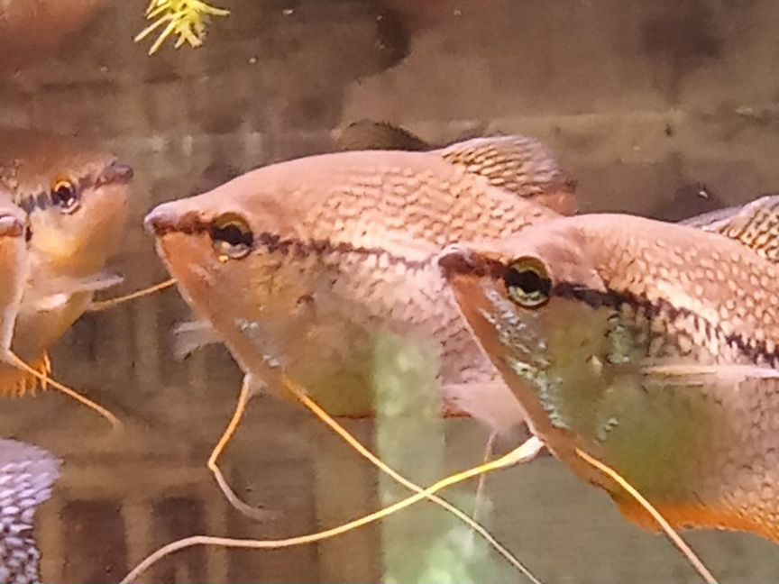 Гурами жемчужный