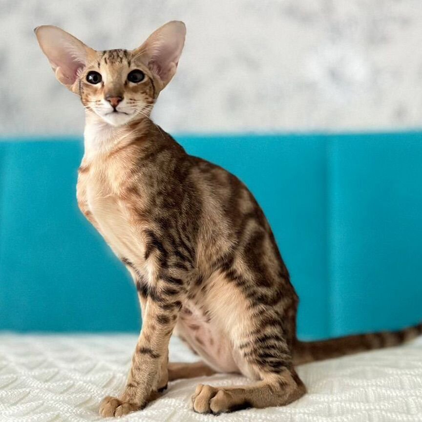 Ориентальный котёнок