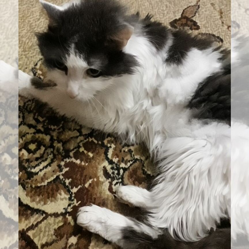 Британский длинношёрстный кот, взрослый