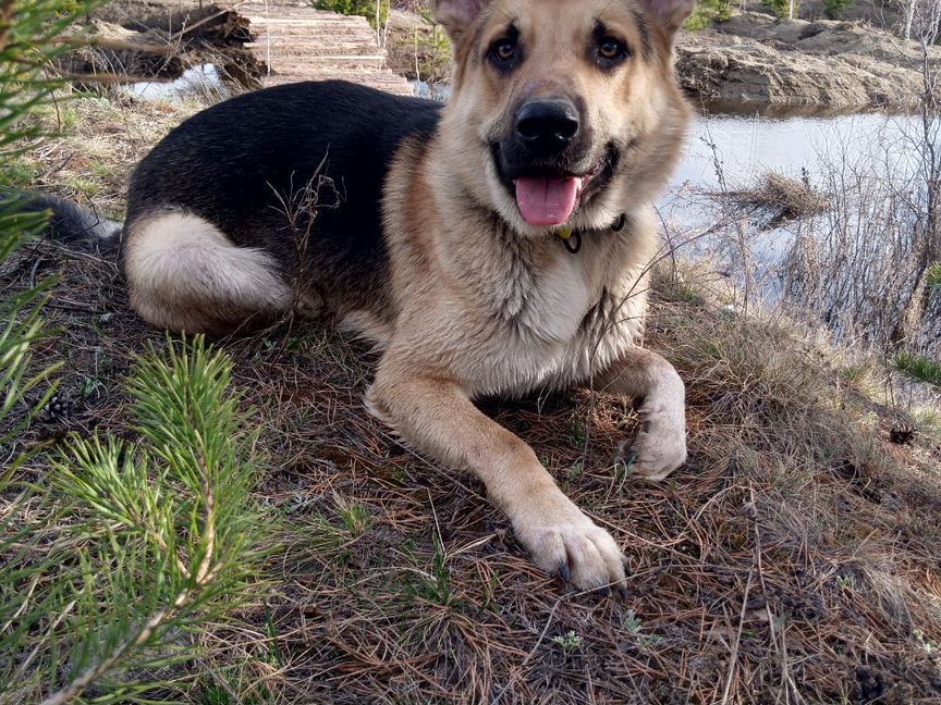 Помесь немецкой и восточноевропейской овчарки