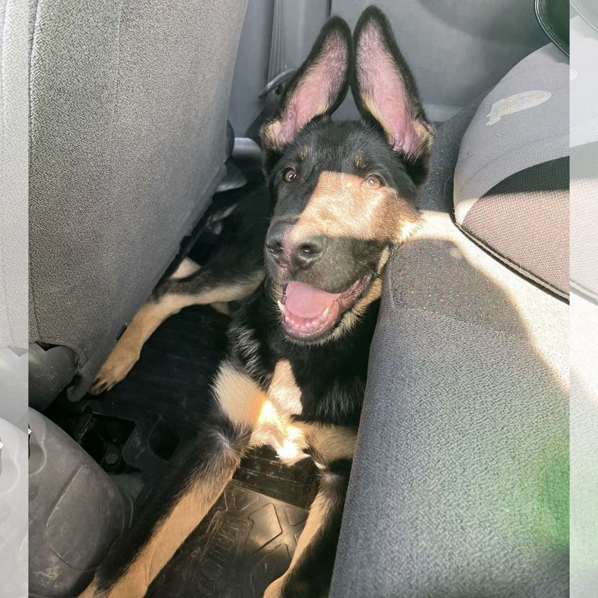 Немецкая овчарка