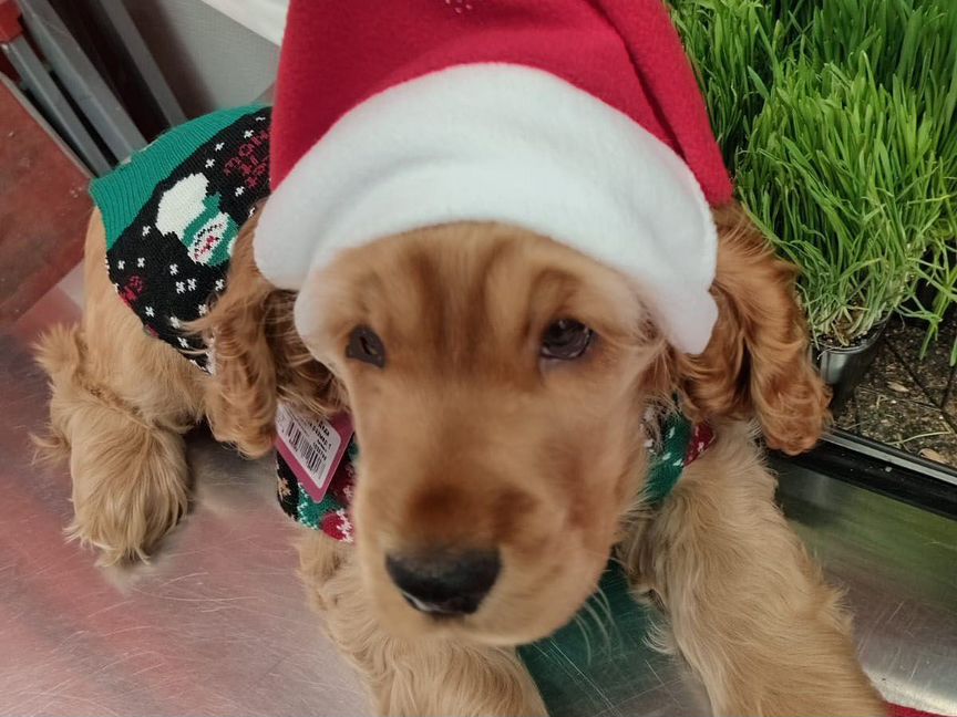 Кокер-спаниель девочка рыжая с родословной