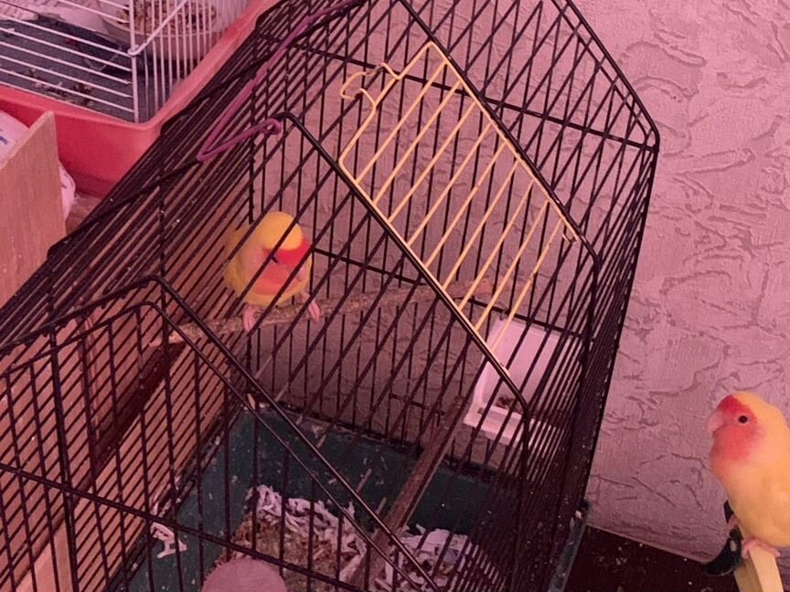 Попугаи корелла неразлучники домашние животные