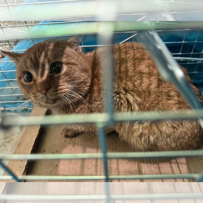 Взрослый кот в добрые руки