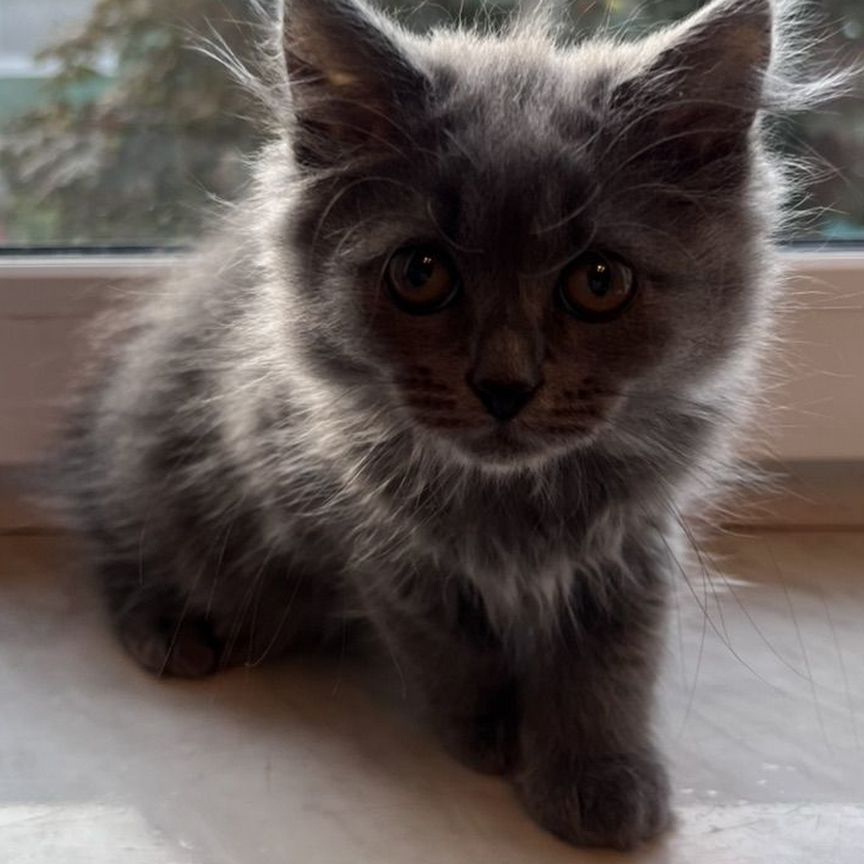 Котёнок Хайленд Страйт, 1,5 месяца