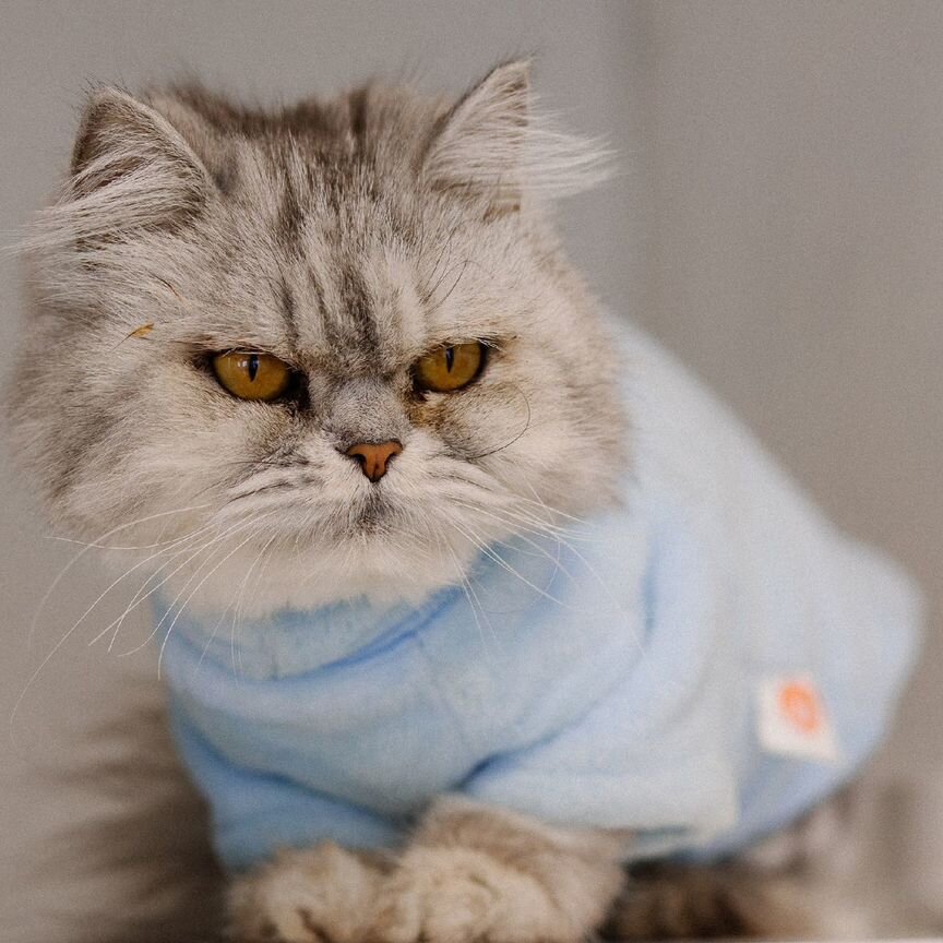 Кошка Виолетта ищет дом