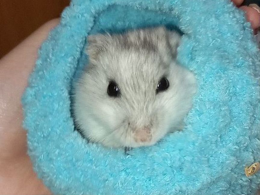 Домик для грызунов