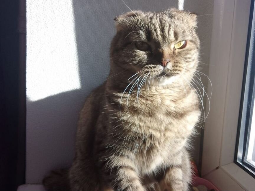 Кошка. Шотландская вислоухая
