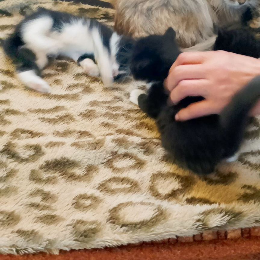 Котята в добрые руки