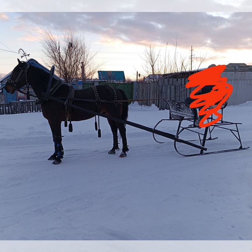 Сбруя и санки